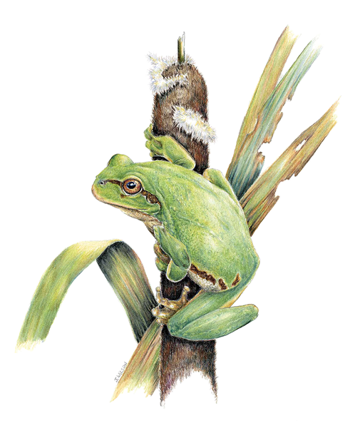 Chorus Tree Frog Limited-Edition Print – Wildlife Drawings by Jim Wilson