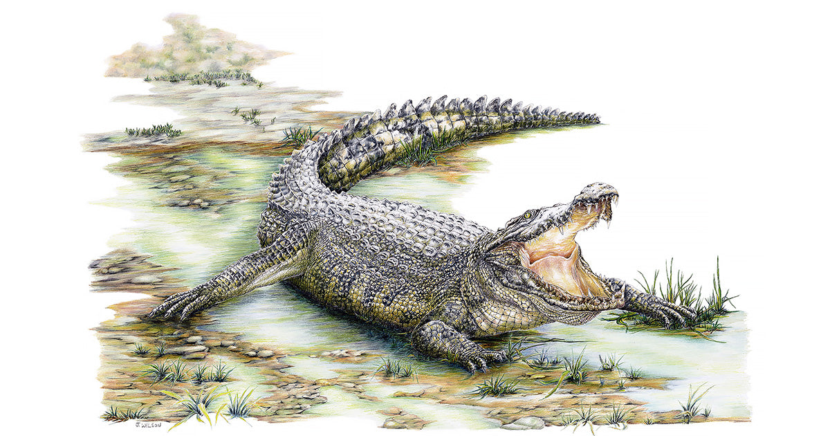 Growling Gator Limited-Edition Print – Wildlife Drawings by Jim Wilson