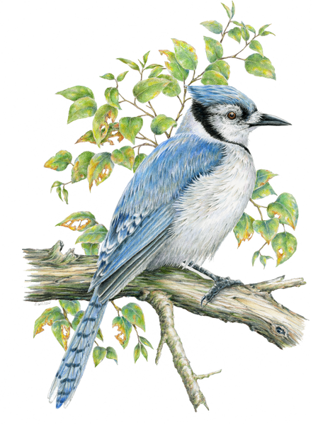 Blue Jay Limited-Edition Print – Wildlife Drawings by Jim Wilson