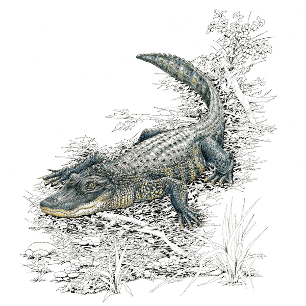 Adult Gator Limited-Edition Print – Wildlife Drawings by Jim Wilson
