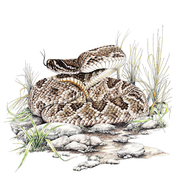 Rattlesnake Art