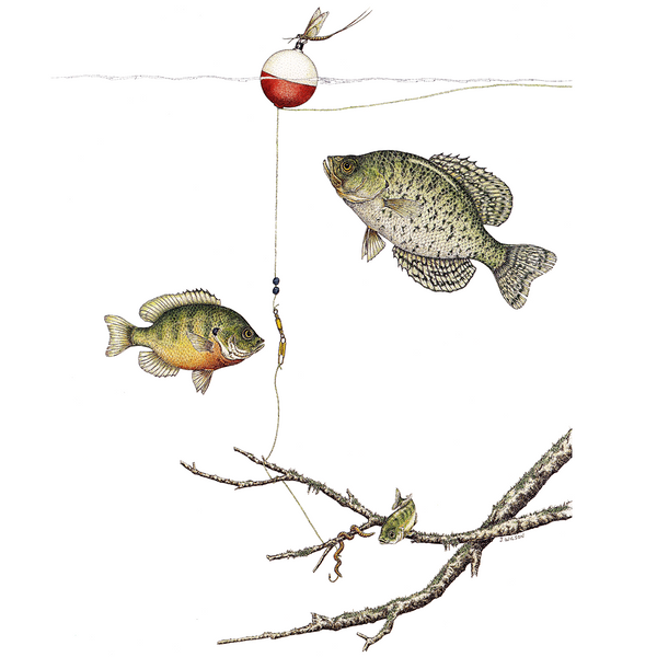 Fish with Bobber Sweatshirt – Wildlife Drawings by Jim Wilson