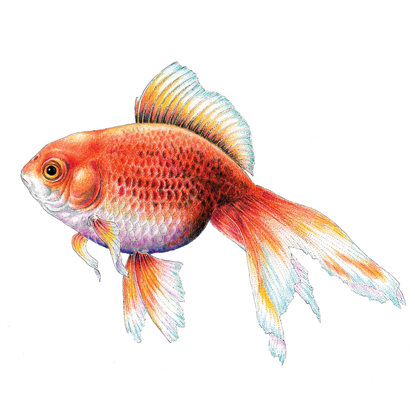 Goldfish Limited-Edition Print – Wildlife Drawings by Jim Wilson