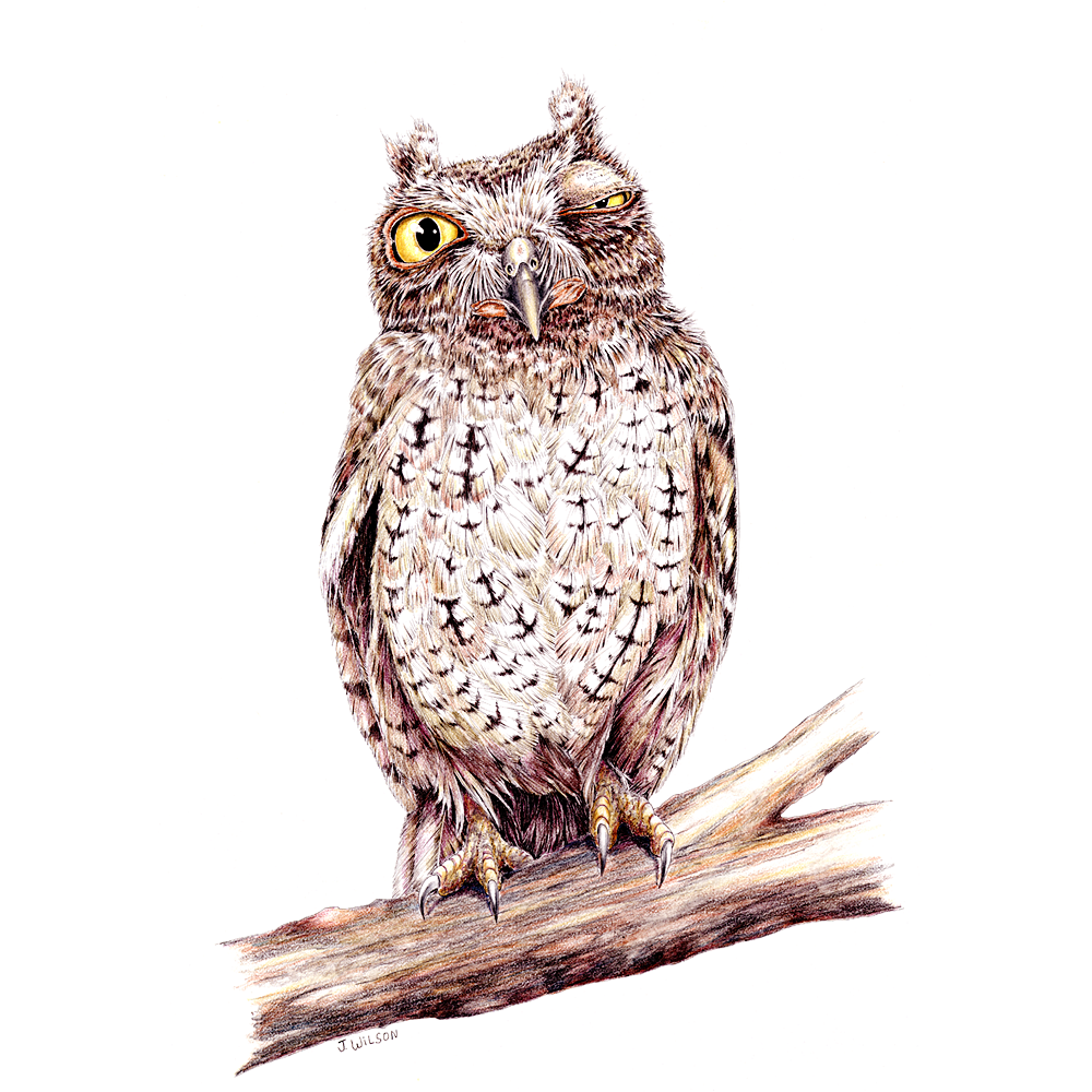 Winking Owl Drawings