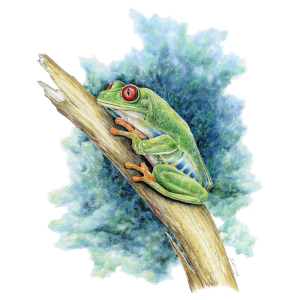 Red Eyed Tree Frog Limited-Edition Print – Wildlife Drawings by Jim Wilson