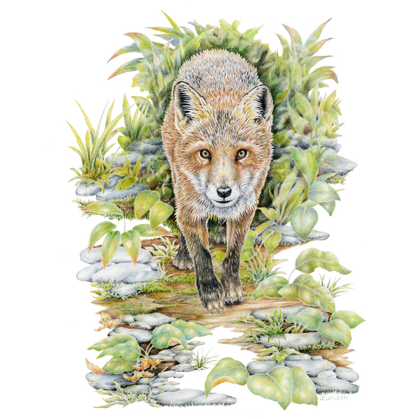 Red Fox Limited-Edition Print – Wildlife Drawings by Jim Wilson
