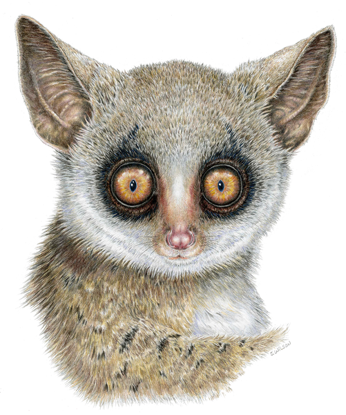 African Bushbaby Limited-Edition Print – Wildlife Drawings by Jim Wilson