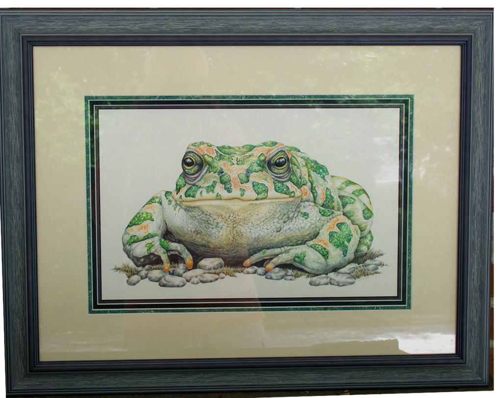 Green Toad- Framed Original Drawing – Wildlife Drawings by Jim Wilson
