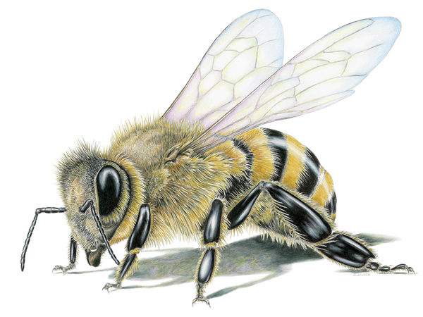 Honey Bee Limited-Edition Print – Wildlife Drawings by Jim Wilson