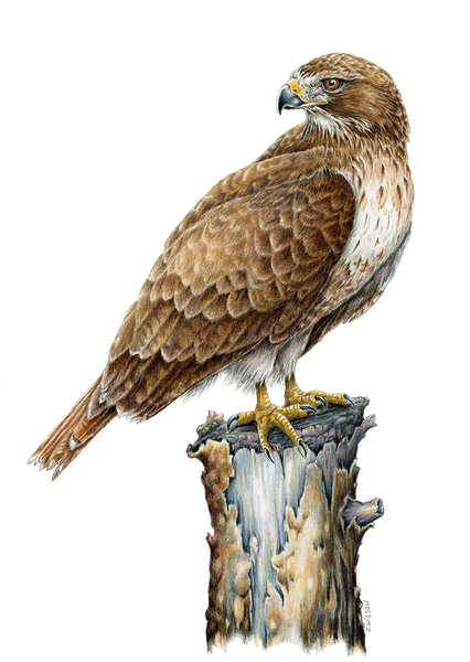 Red Tailed Hawk Limited-Edition Print – Wildlife Drawings by Jim Wilson