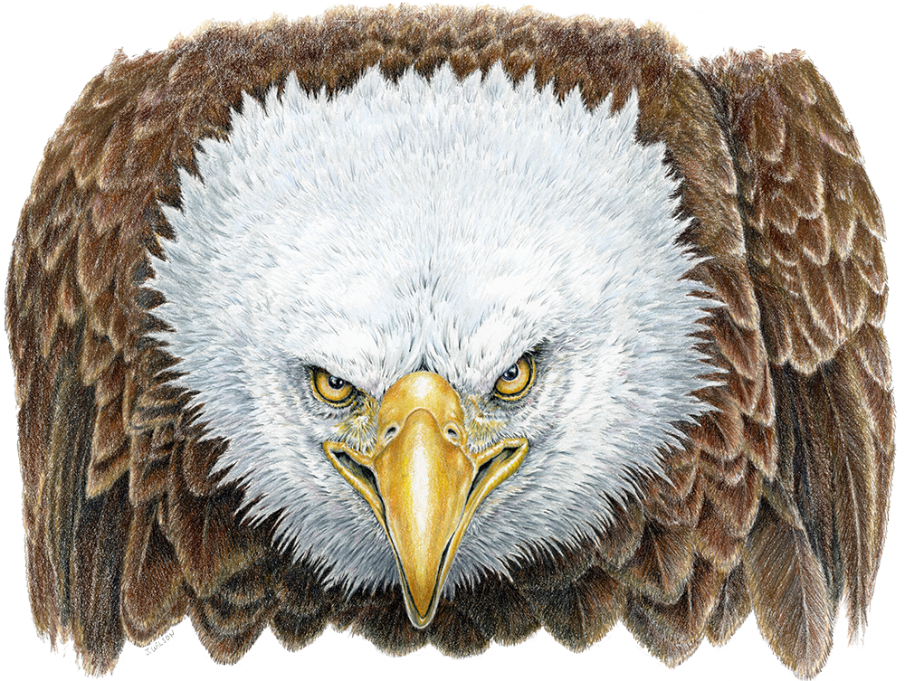 Angry Bald Eagle In